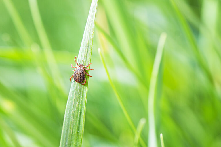 Tick Control For Fairfield County Properties: A Lyme-Belt Family Guide ...