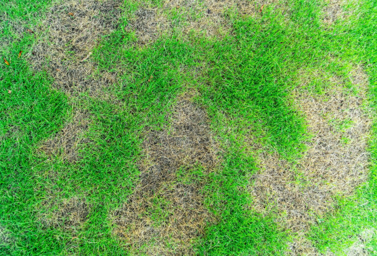 Chinch Bug Damage In Jacksonville And St. Augustine Lawns: The Window ...