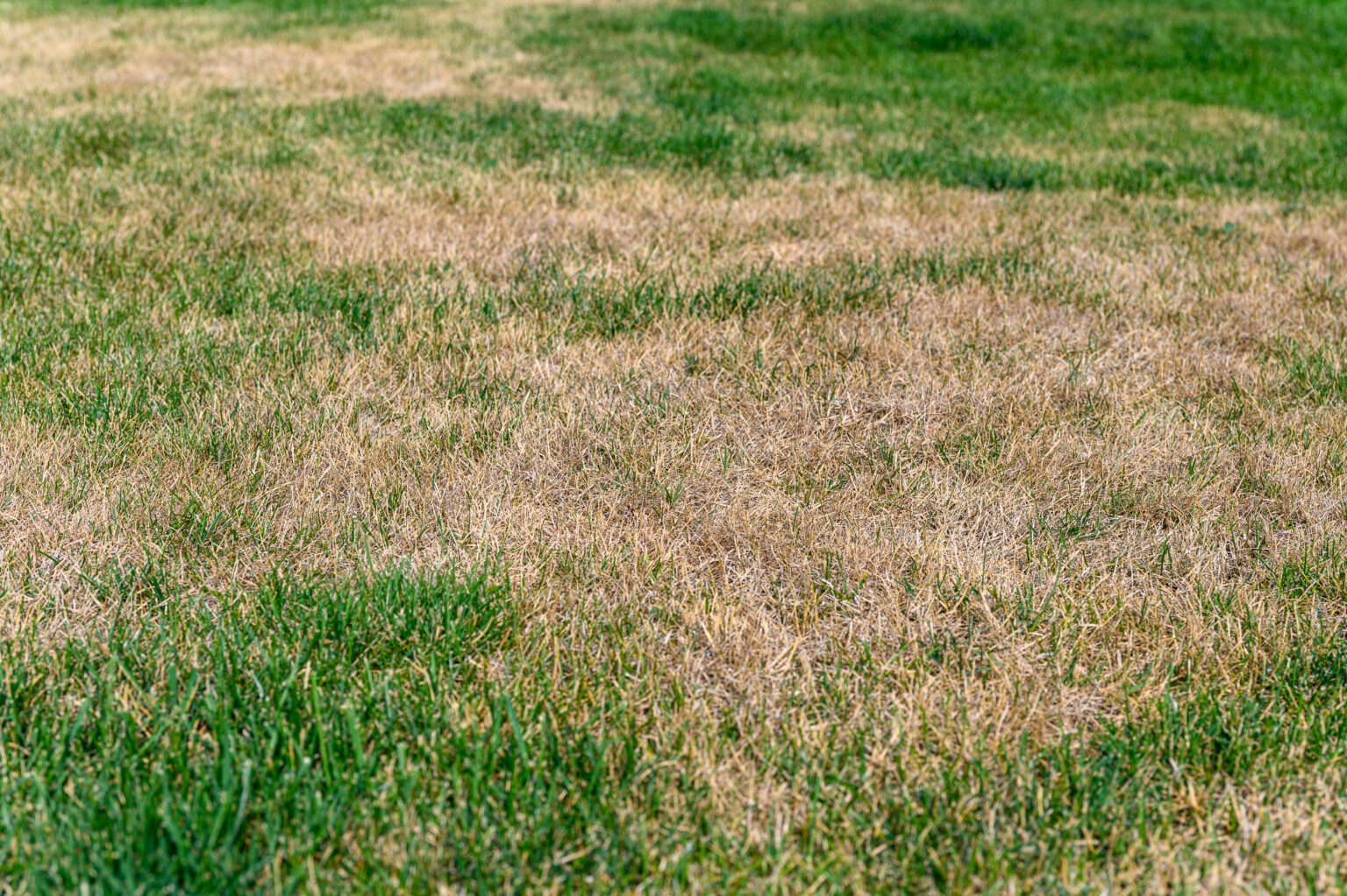Why Frederick Lawns Develop Brown Patch In June: Identification ...