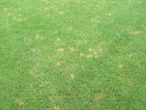 Brown Patch And Dollar Spot In Columbus Lawns: June Disease Watch And ...