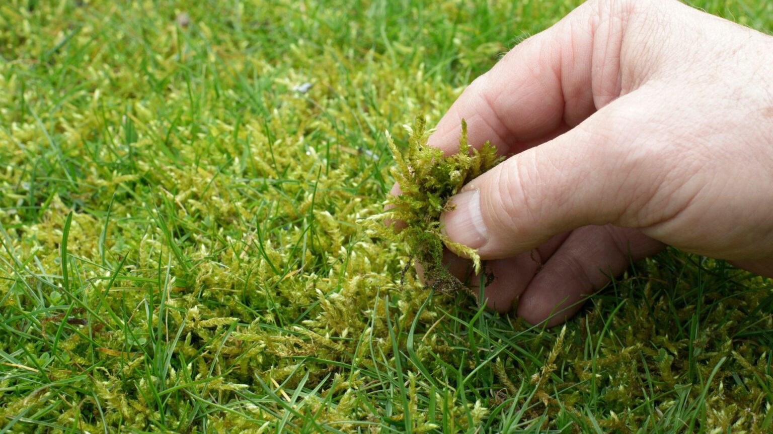 Lawn Disease Signs to Watch for in Central Ohio | Lawn Squad
